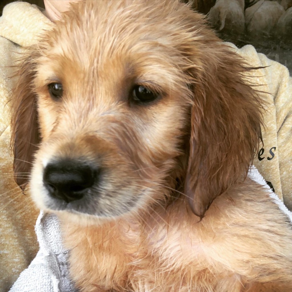 Golden Acres Dogs