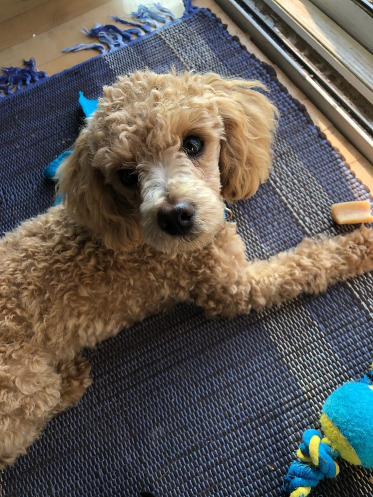 Golden Acres Dogs