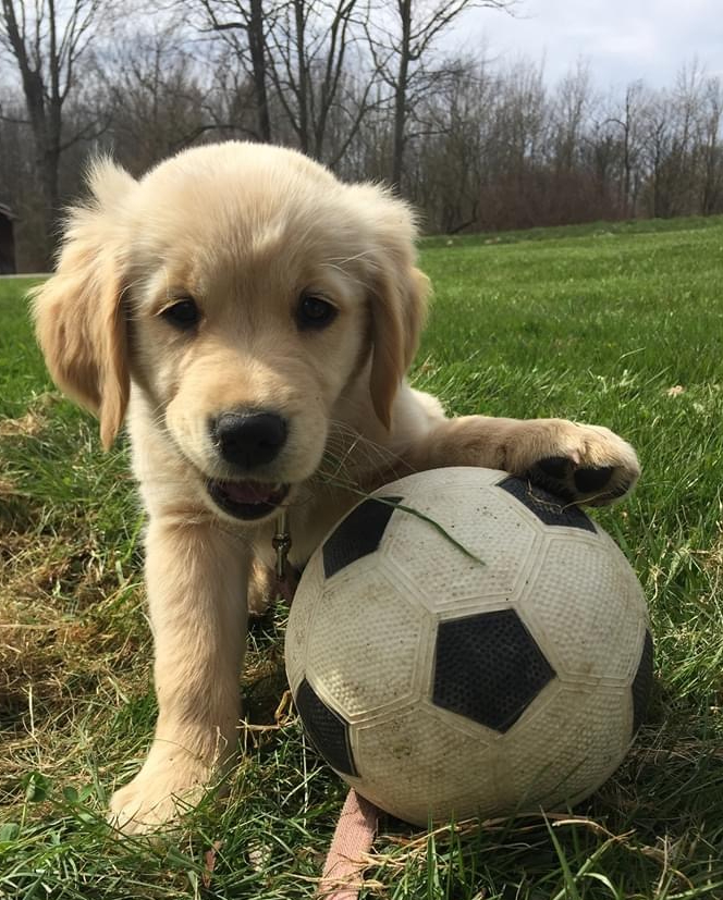 Golden Acres Dogs