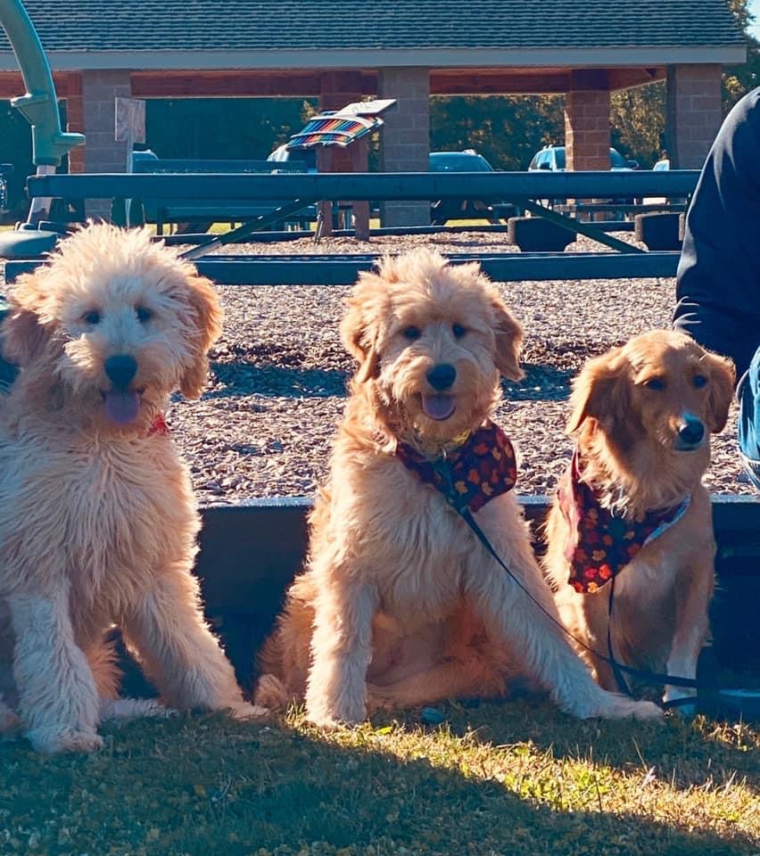 Golden Acres Dogs