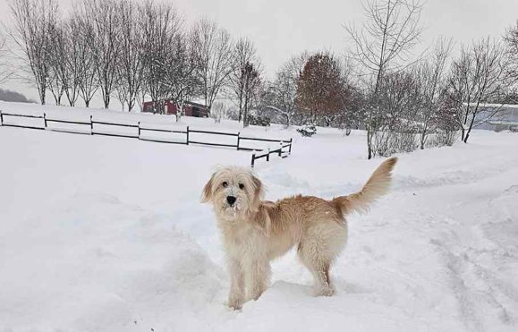 Available Puppies – Golden Acres Dogs